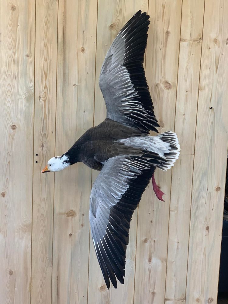 Flying Goose Mounts - Stehling's Taxidermy
