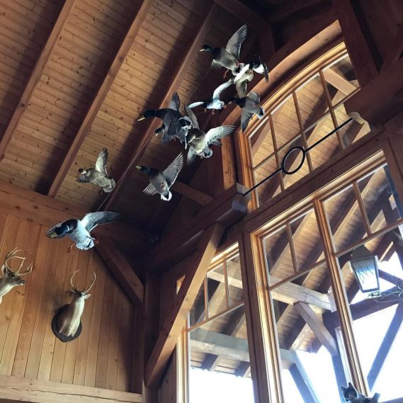 Mallard Taxidermy Mounts | Duck Mounts - Stehling's Taxidermy
