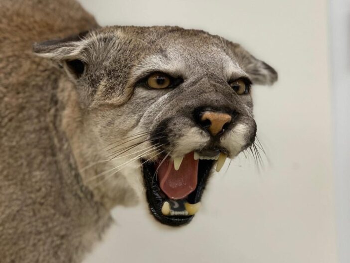 Mountain Lion Mounts | Cougar Mounts | Big Cat Taxidermy - Stehling's ...
