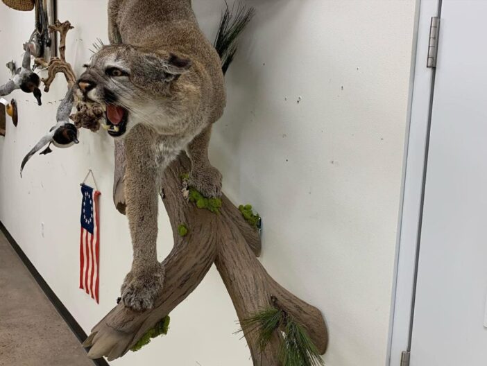 Mountain Lion Mounts | Cougar Mounts | Big Cat Taxidermy - Stehling's ...