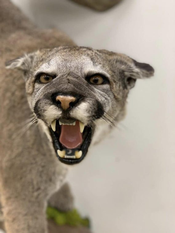 Mountain Lion Mounts | Cougar Mounts | Big Cat Taxidermy - Stehling's ...