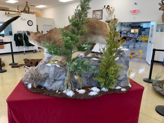 Mountain Lion Mounts | Cougar Mounts | Big Cat Taxidermy - Stehling's ...