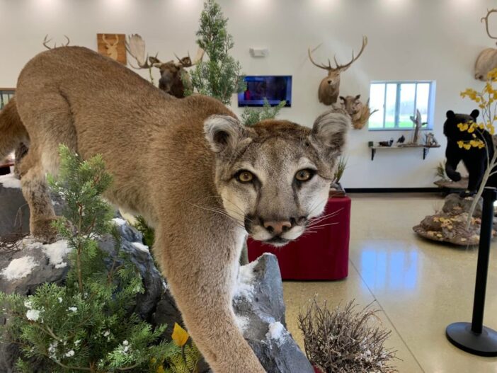 Mountain Lion Mounts | Cougar Mounts | Big Cat Taxidermy - Stehling's ...