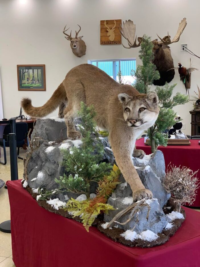 Mountain Lion Mounts | Cougar Mounts | Big Cat Taxidermy - Stehling's ...