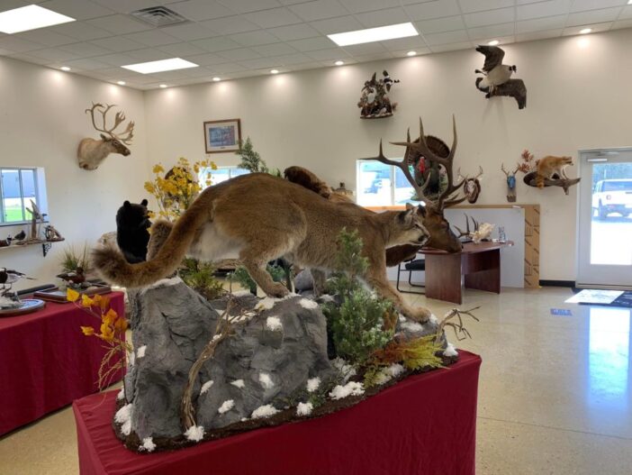 Mountain Lion Mounts | Cougar Mounts | Big Cat Taxidermy - Stehling's ...