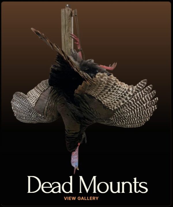 Turkey Taxidermy Mounts | Best Turkey Taxidermy in Wisconsin Stehling's ...