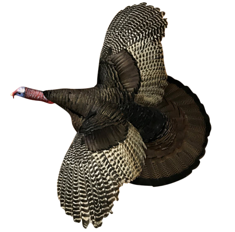 Flying Turkey Mounts - Stehling's Taxidermy