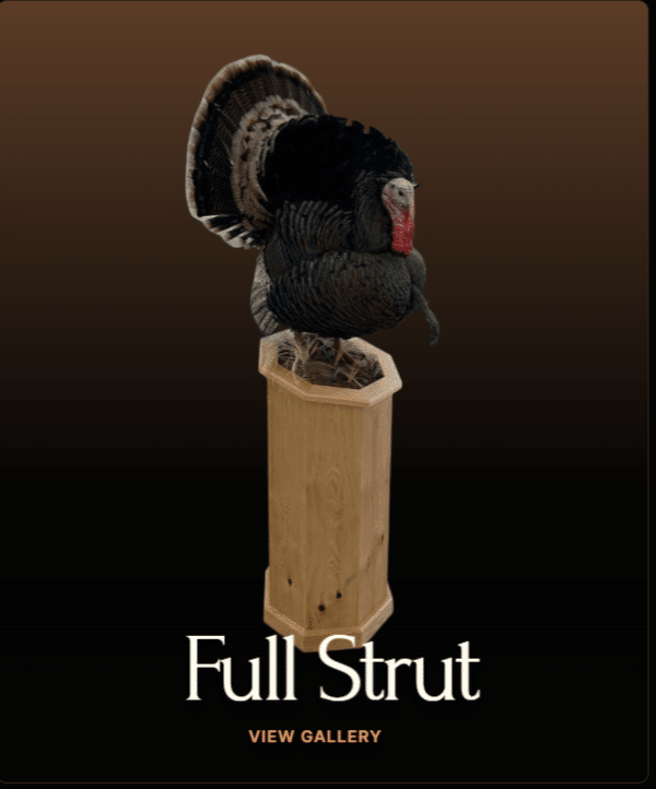 Turkey Taxidermy Mounts | Best Turkey Taxidermy in Wisconsin Stehling's ...