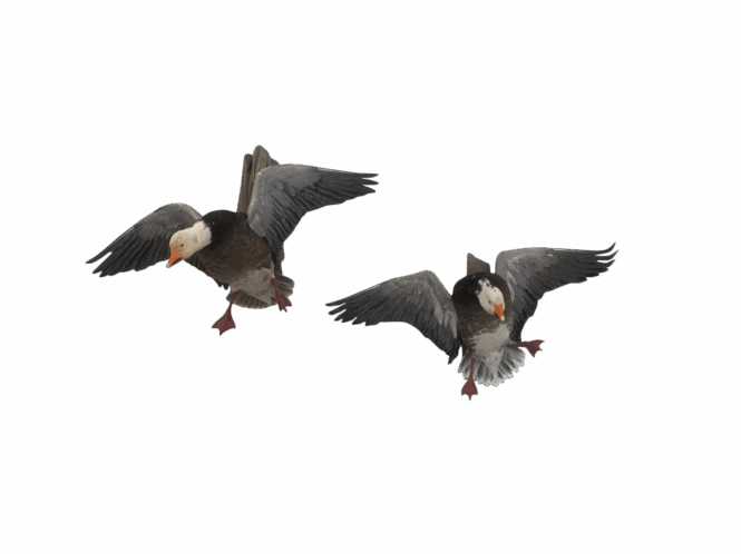 Flying Goose Mounts - Stehling's Taxidermy