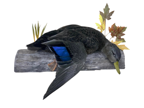 Dead Mount Ducks - Stehling's Taxidermy