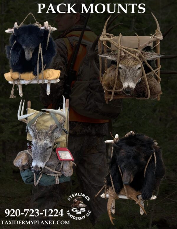 Whitetail Deer Taxidermy - Stehling's Taxidermy