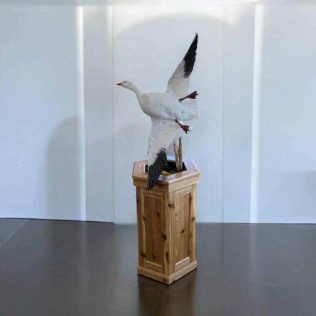 Flying Goose Mounts - Stehling's Taxidermy