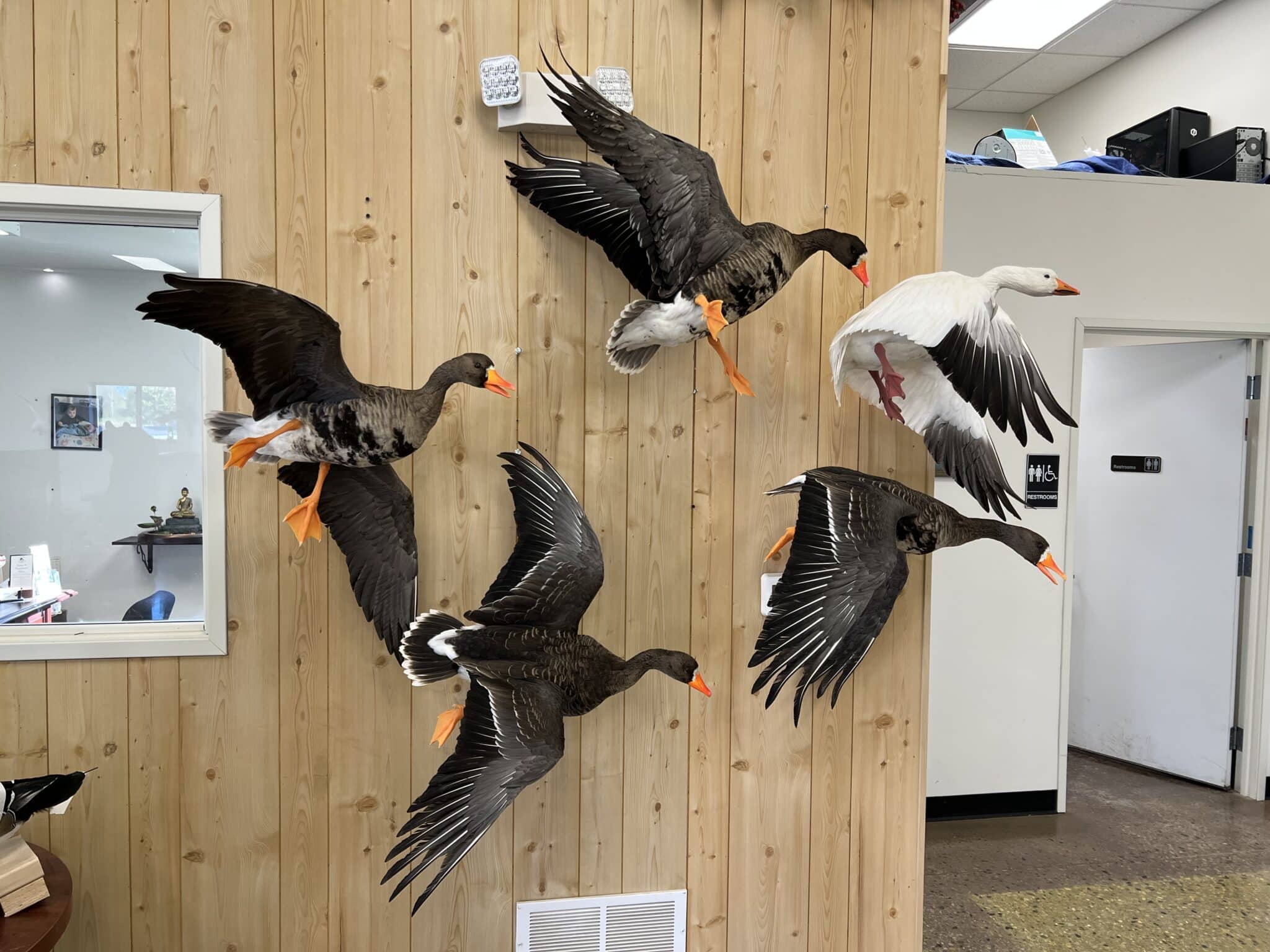 Flying Goose Mounts - Stehling's Taxidermy