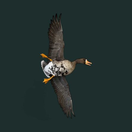 Flying Goose Mounts - Stehling's Taxidermy